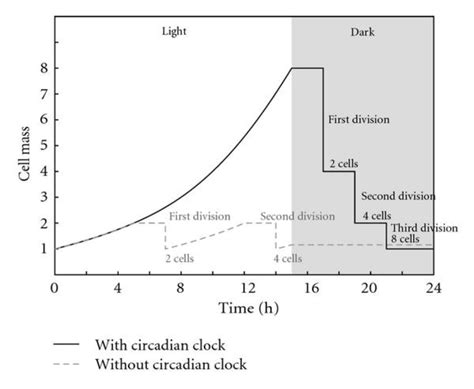 Cell Cycle Profiles With And Without Circadian Rhythm In Unicellular