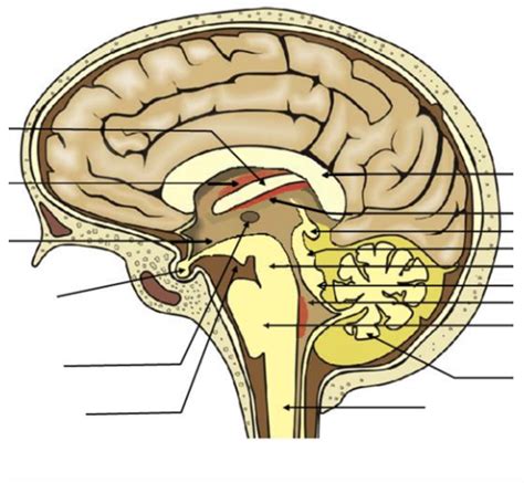 Practical Image 56 Diagram Quizlet