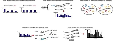 Codon Based Indices For Modeling Gene Expression And Transcript