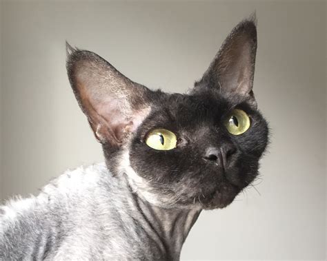 Девон рекс кот с кудрявой шерстью большими ушами и дружелюбным