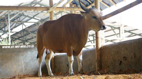 Mengenal Jenis Sapi Kupang Si Sapi Yang Banyak Peminat Star Farm International