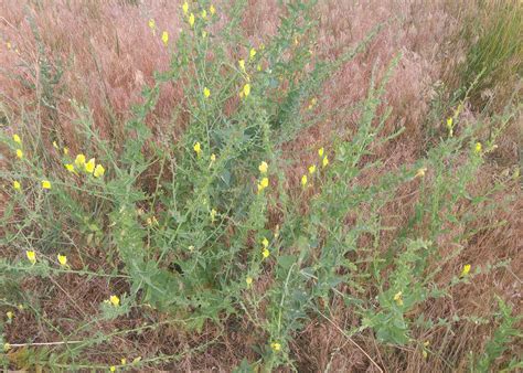 Uw Extension Hosts Dalmatian Toadflax Field Day Near Cheyenne Agnews