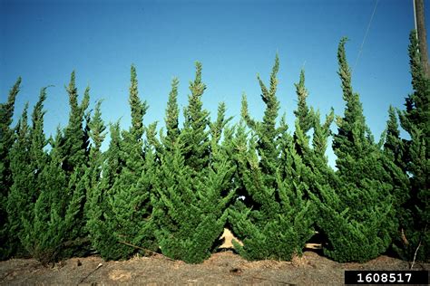 Juniperus Chinensis Torulosa