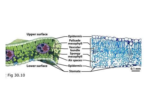 Ppt The Leaf Powerpoint Presentation Free Download Id 2028678