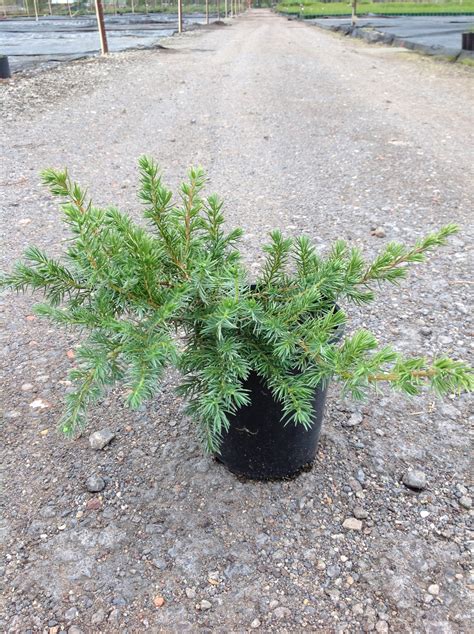 Juniperus Conferta Andreasens Green
