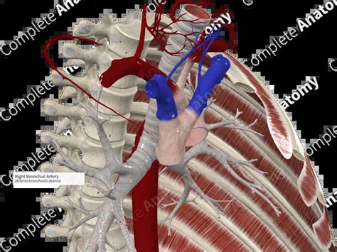 Bronchial Artery Clinical Pulmonary Artery Catheter