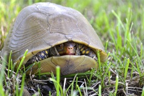 Top Ten Facts About Turtle Shells Earth Rangers