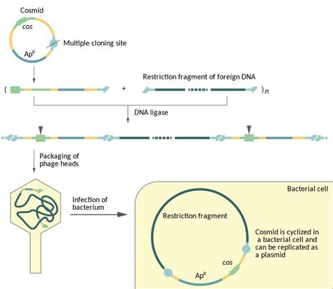 Difference Between Cosmid And Phagemid Dna Cloning Origin Of Replication Dna