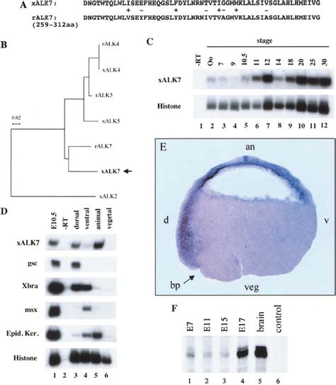 Alk7 Mrna Is Localized In The Ectodermal And Organizer Regions Of