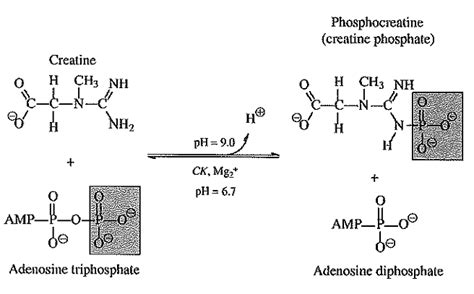 Biochemistry Class Notes Creatine Kinase Isoenzyme And Isoforms