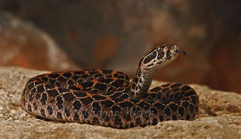 Crotalus Polystictus Alchetron The Free Social Encyclopedia