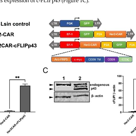 Comparison Of Car Expression In Vitro Cytotoxicity And Cd69 Activation