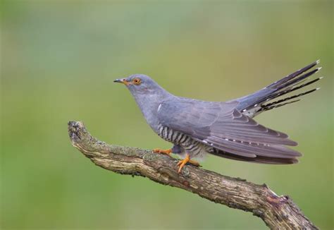 Le Coucou Nid œuf Reproduction Et Naissance
