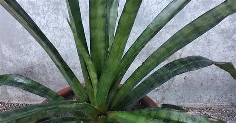 Stem Part Album On Imgur