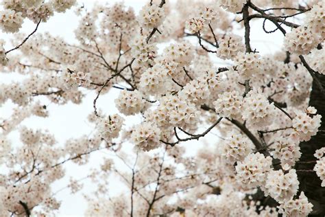 Beautiful Cherry Blossoms Sakura Flowers In Japan Travel Spring Time