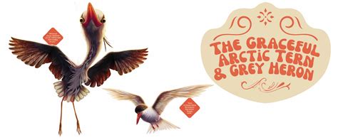 Graceful Arctic Tern And Grey Heron Dublin Bay Biosphere