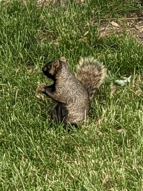 Mutant Squirrel Rsquirrels