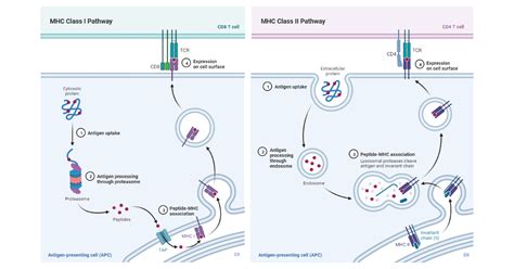 Antigen Processing And Presentation Pathways