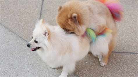 Un Chien Castré Peut Il Encore Se Reproduire