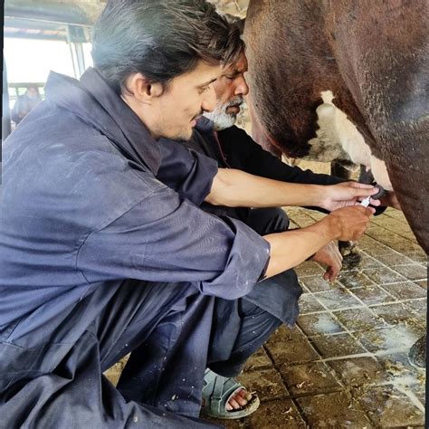 Summer Mastitis In Cows Is An Inflammatory Condition Typically Caused