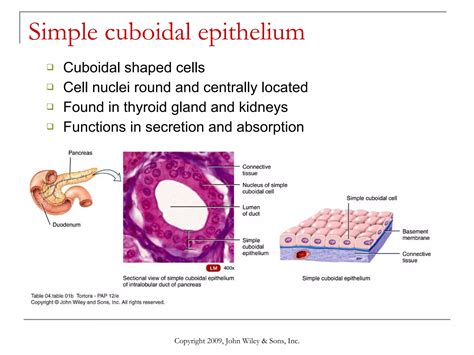 The Tissue Level Of Organization Ppt