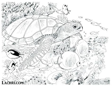 Underwater Plants Coloring Pages At Free Printable