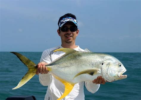 Crevalle Jack Alchetron The Free Social Encyclopedia