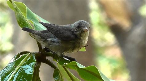 Tickells Flowerpecker Bird Bath Youtube