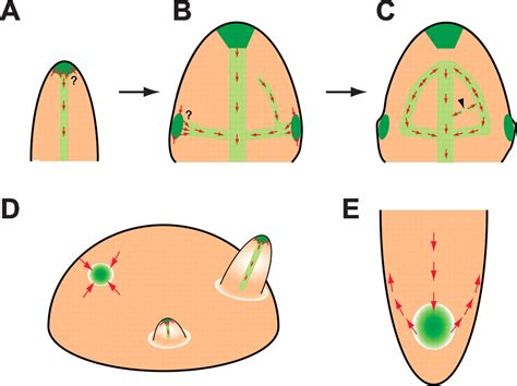 Polar Auxin Transport And Patterning Grow With The Flow