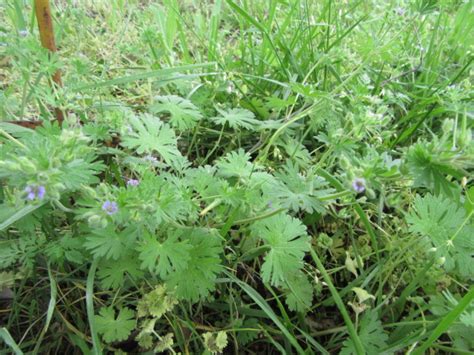 Geranium Pusillum Small Flowered Cranesbill The Belmont Rooster