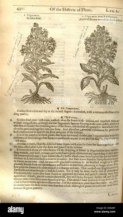 A Detailed Botanical Text Documenting The Uses Characteristics And