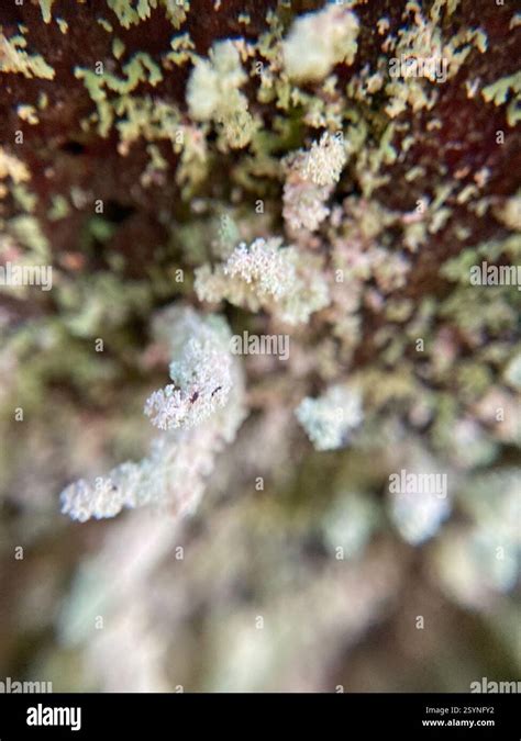 Pixie Cup And Reindeer Lichens Cladonia Fungi Selwyn District