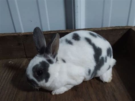 Mini Rex Rabbit Comprehensive Breed Guide And Facts