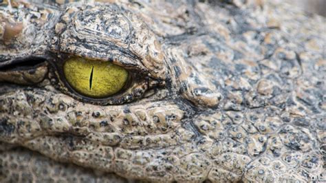 Crocodile Eyes In Water
