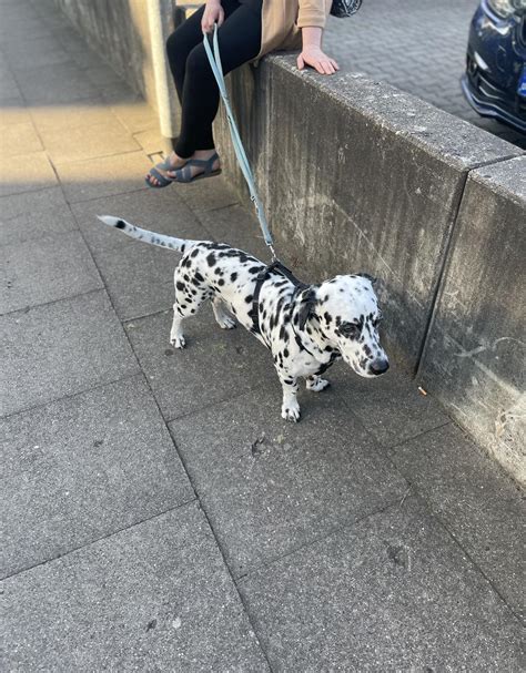 Psbattle Mini Dalmatian R Photoshopbattles