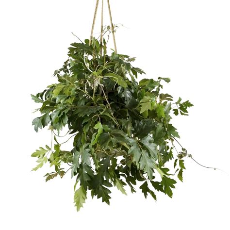 Shop Cissus Plants Foliage Factory