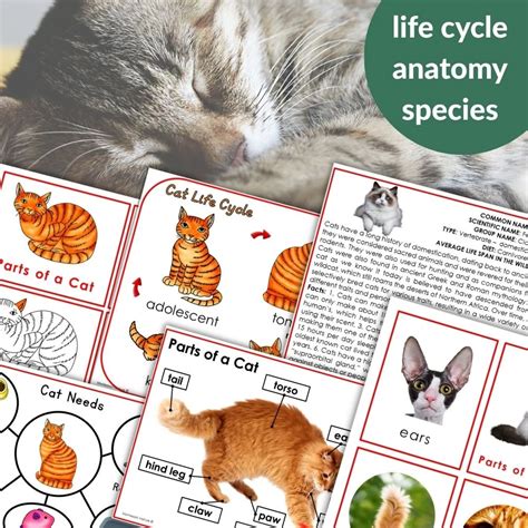 Parts Of A Cat Life Cycle Activities Montessori Nature