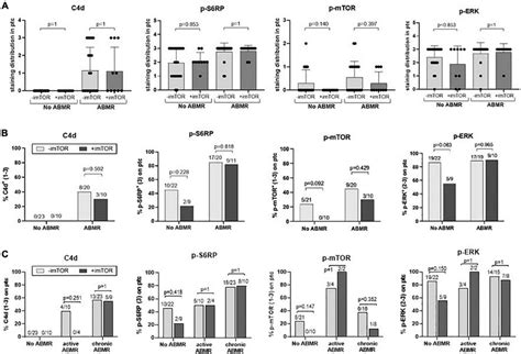 Potential Modulation Of C4d P S6rp P Mtor And P Erk Staining By Download Scientific Diagram