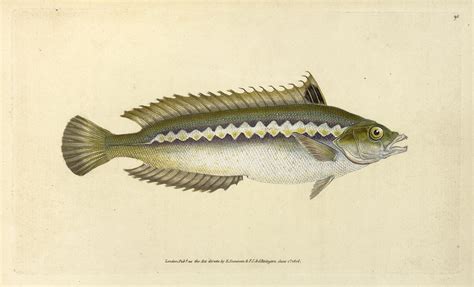 96 Labrus Julis Indented Striped Wrasse Sager Reeves Gallery