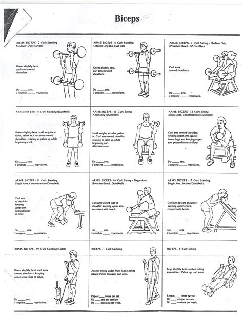 Best Bicep Exercise Chart Atelier Yuwaciaojp