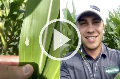 Video Western Bean Cutworm Farmtario