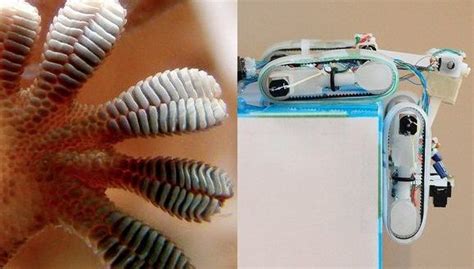 Biomimicry In Action 13 Technologies Inspired By Nature