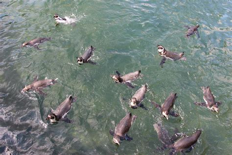 Puddle O Penguins By Dinosauriandude On Deviantart