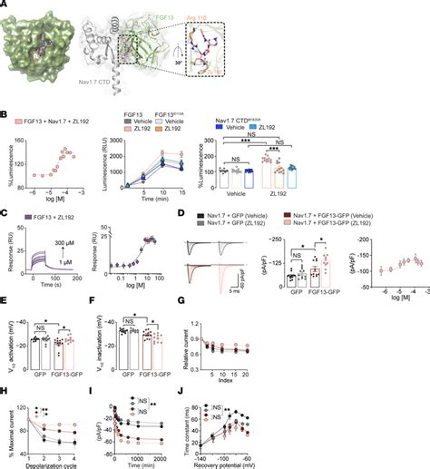Jci Sensory Neuronexpressed Fgf13 Controls Nociceptive Signaling In