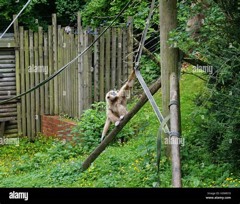 The Lar Gibbon Hylobates Lar Also Known As The White Handed Gibbon