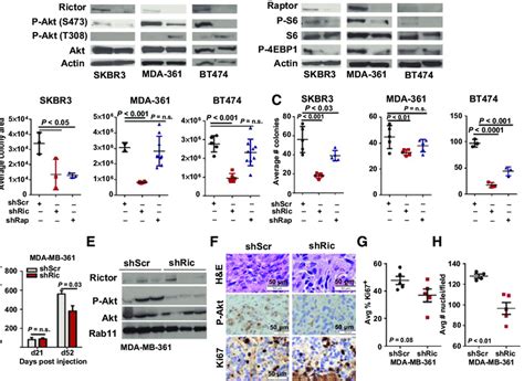 Rictor Loss Decreases Growth And Akt S473 Phosphorylation In