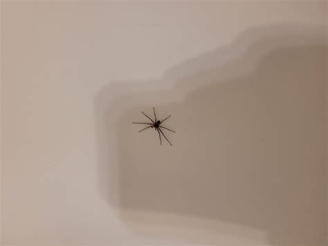 Found Hanging Out In The Bath Tub R Spiders