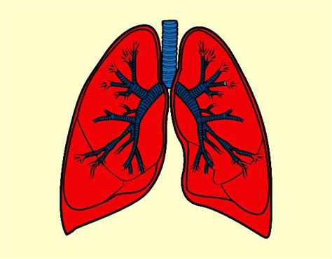 Los Pulmones Humanos Para Niños