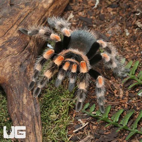 Mexican Redknee Tarantulas For Sale Underground Reptiles