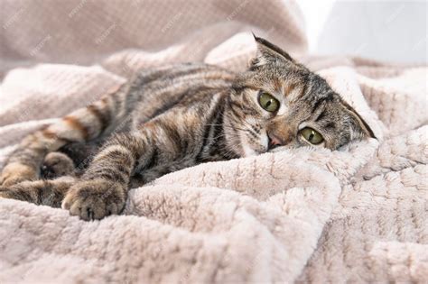 Un Gato Triste A Rayas Con Ojos Verdes Yace En Casa Sobre Una Manta